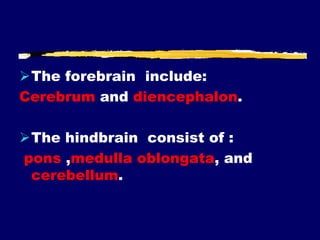 (NS) The Anatomy of the Nervous System.ppt