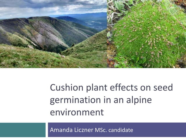 cushion plant effects on seed germination of alpine plants | PPT