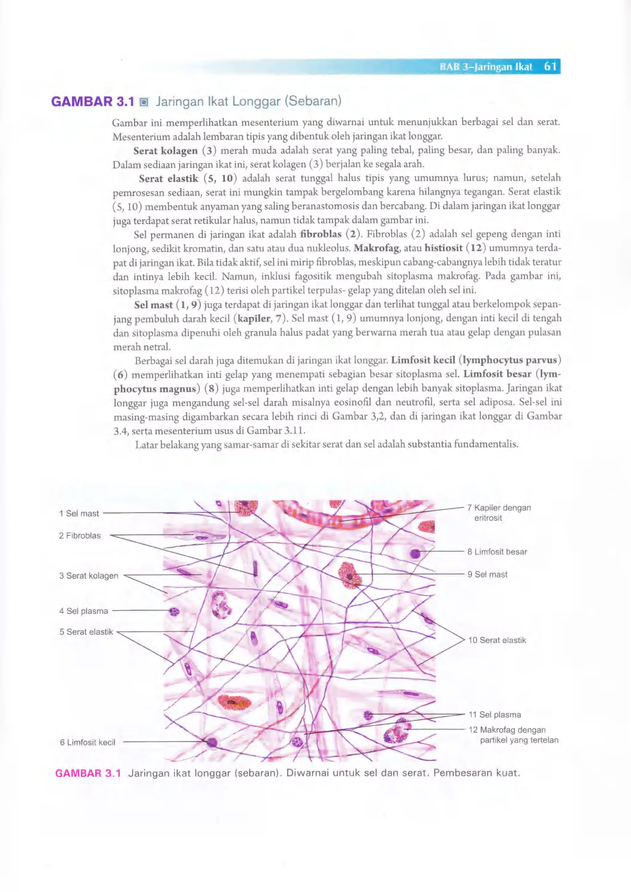 Bab_3_Jaringan_Ikat-Jaringan_Ikat-Jaringan_Ikat.pdf