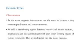 Histology of Nervous Tissue: Cells and Their Functions.pptx