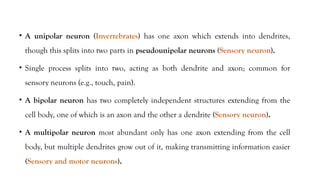 Histology of Nervous Tissue: Cells and Their Functions.pptx