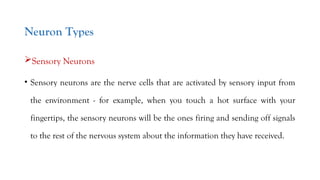 Histology of Nervous Tissue: Cells and Their Functions.pptx