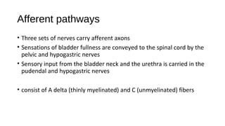 Neural Control of Micturition | PPT