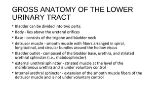 Neural Control of Micturition | PPT