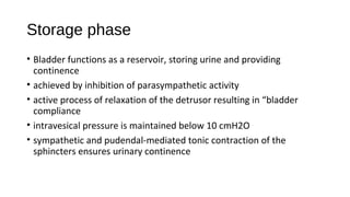 Neural Control of Micturition | PPT