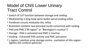 Neural Control of Micturition | PPT
