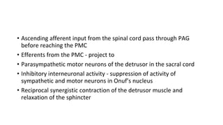 Neural Control of Micturition | PPT