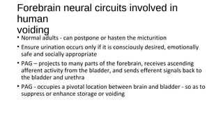Neural Control of Micturition | PPT