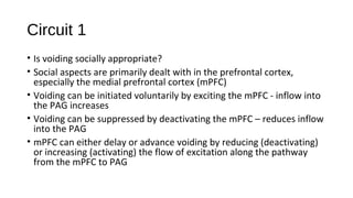 Neural Control of Micturition | PPT