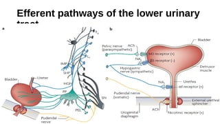 Neural Control of Micturition | PPT