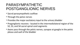 Neural Control of Micturition | PPT