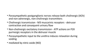 Neural Control of Micturition | PPT