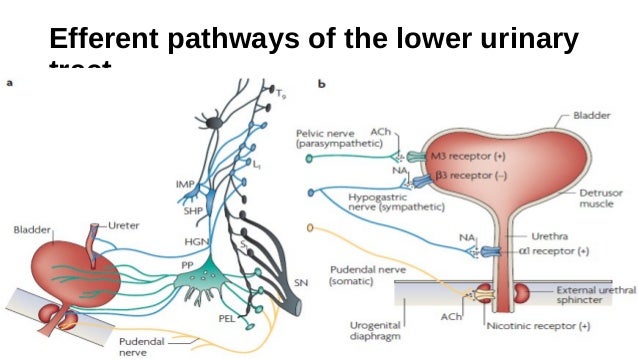 Neural Control of Micturition