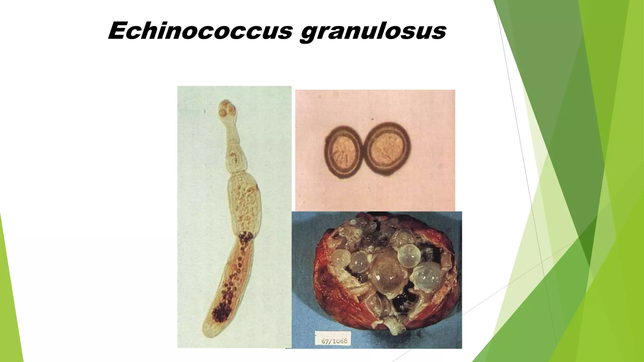 echinococcus granulosus | PPT