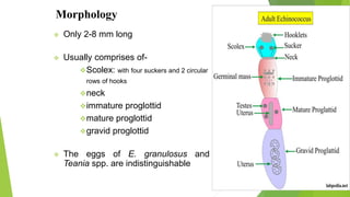 echinococcus granulosus | PPTX