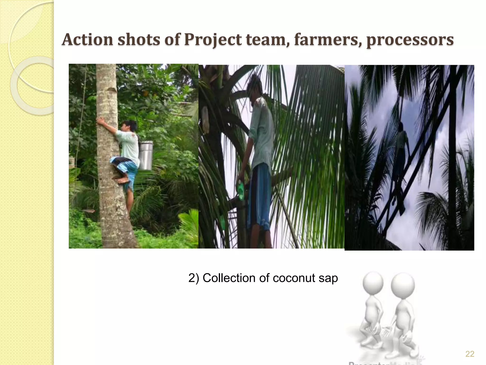 Coco Sap Sugar Presentation 2 | PPTX