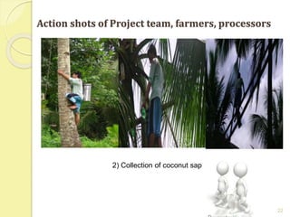 Coco Sap Sugar Presentation 2 | PPTX | Agriculture | Industries