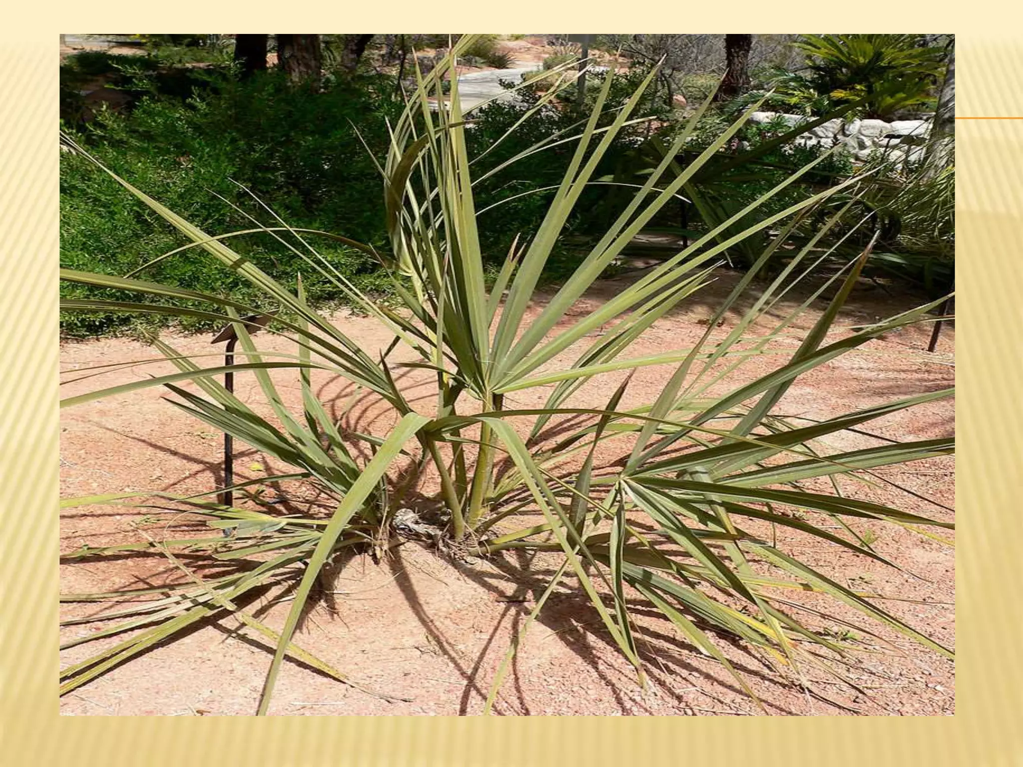 Introduction of Non Wood Forest Products | PPTX