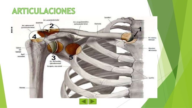 Hombro Resumen Del Kapandji Ao 2020 Hombro El Hombro Es La Articulaci