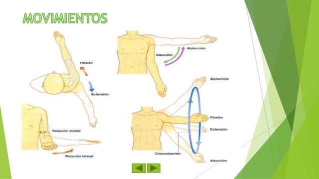 Complejo Articular del Hombro