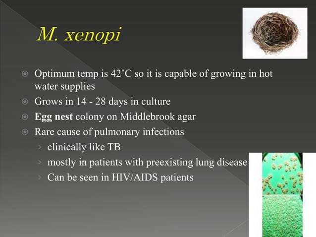 NTM | PPTX | Diseases and Conditions | Medical Health