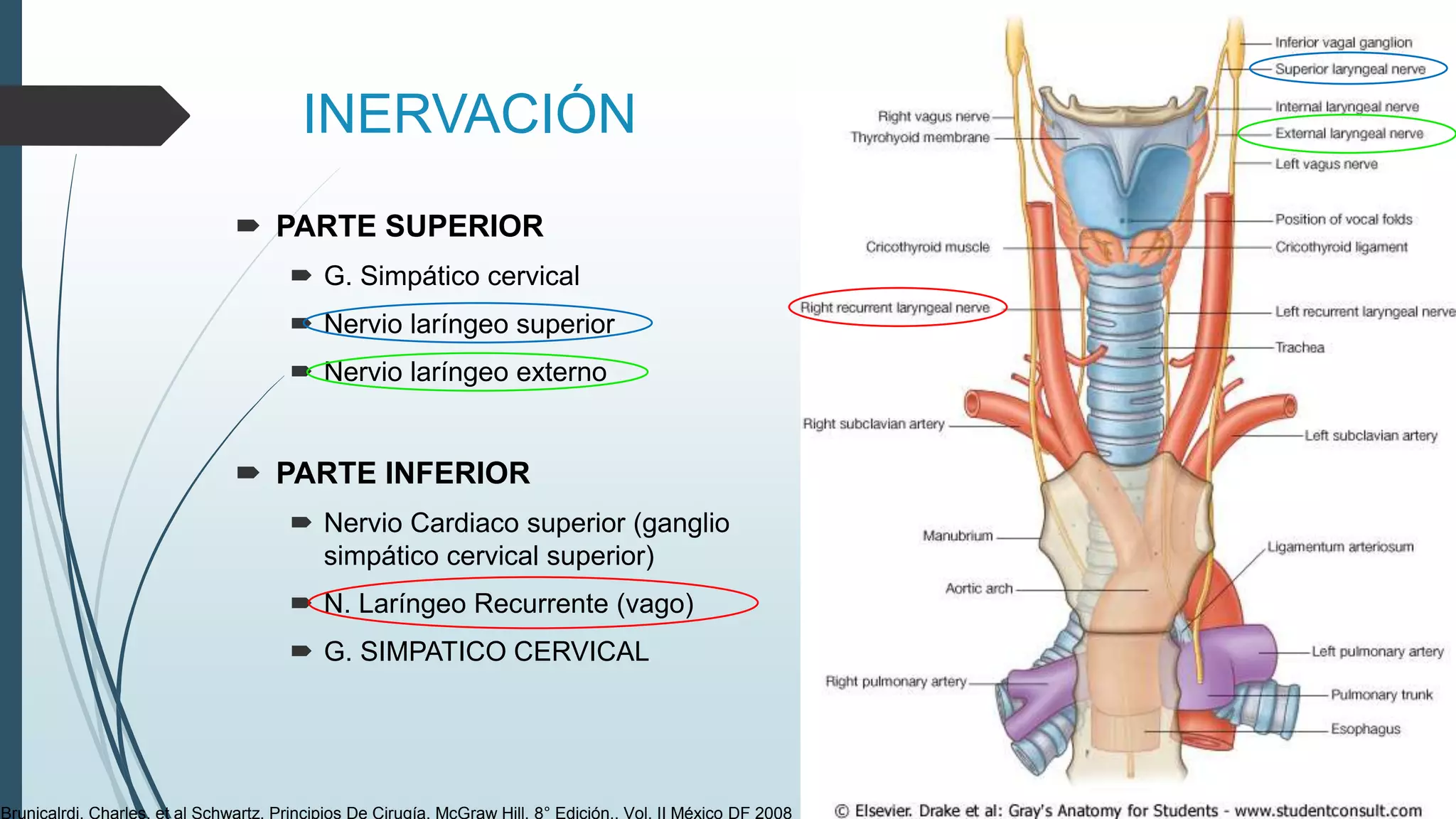 Diagnóstico y manejo del nódulo tiroideo | PPTX
