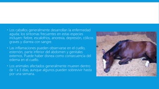 Antrax( Equinos) | PPTX