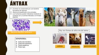 ANTRAX BOVINOS | PPTX