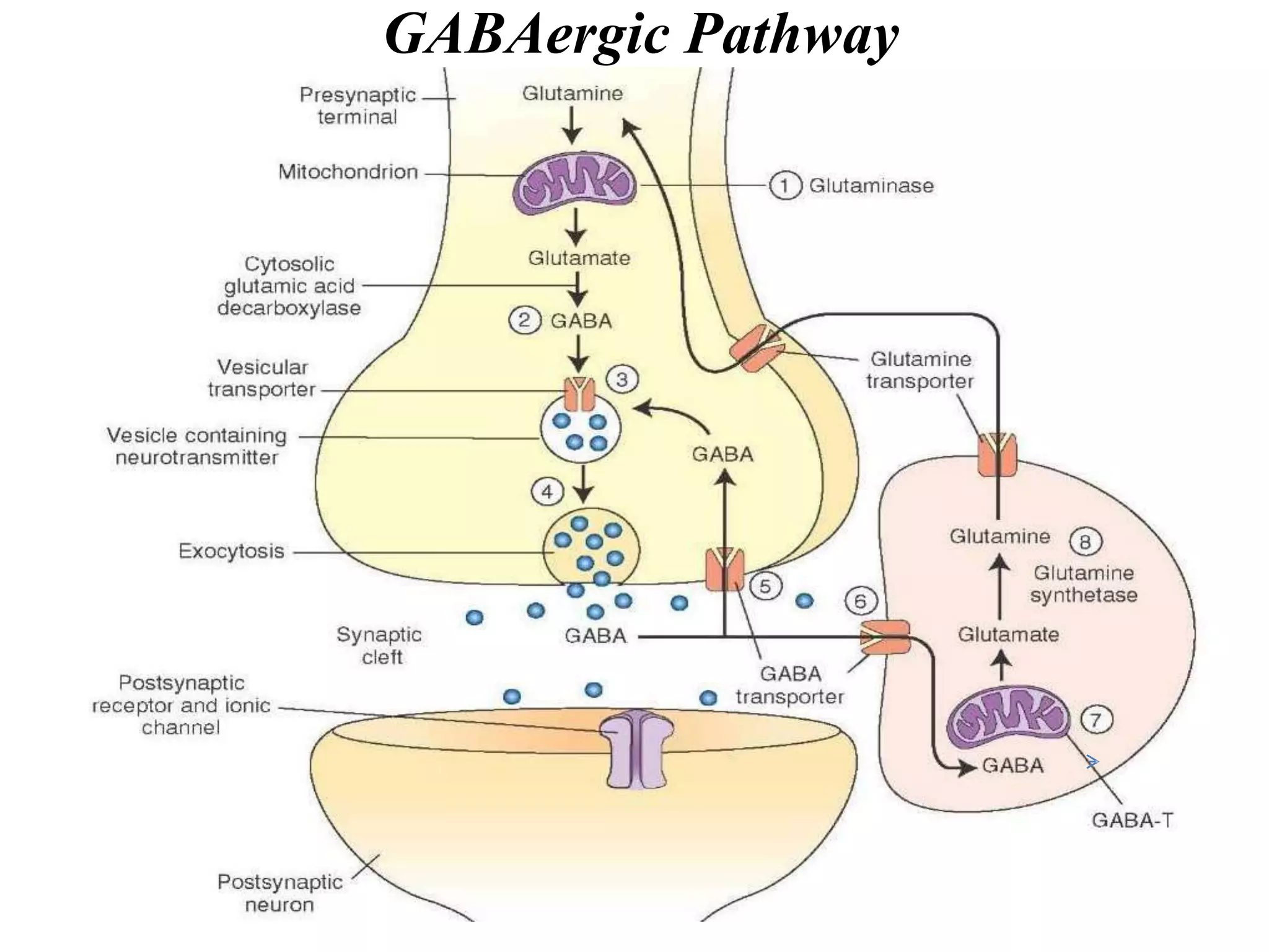 Neurohumoral Transmission in CNS | PPTX