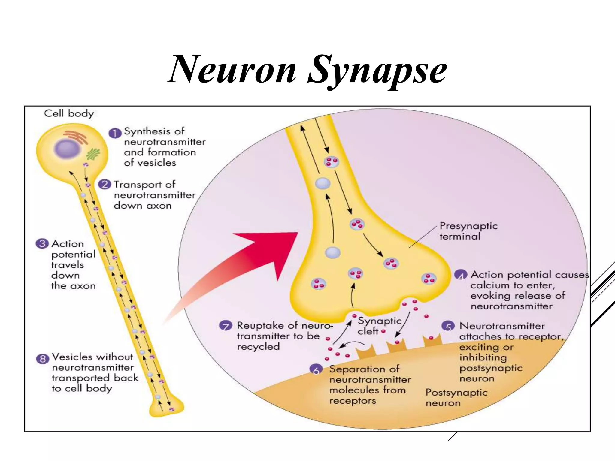 Neurohumoral Transmission in CNS | PPTX