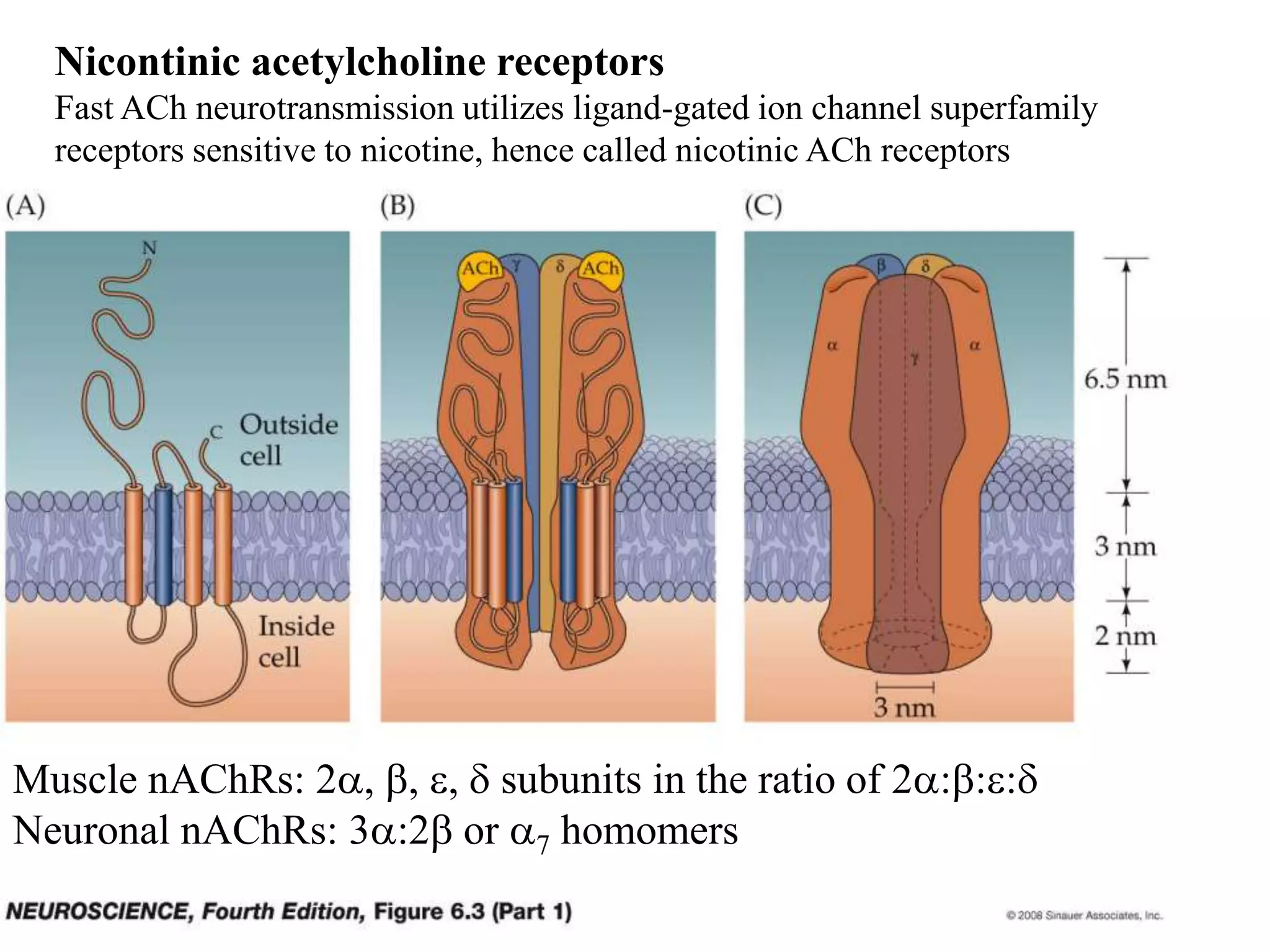 ppt on neuro transmitters | PPT