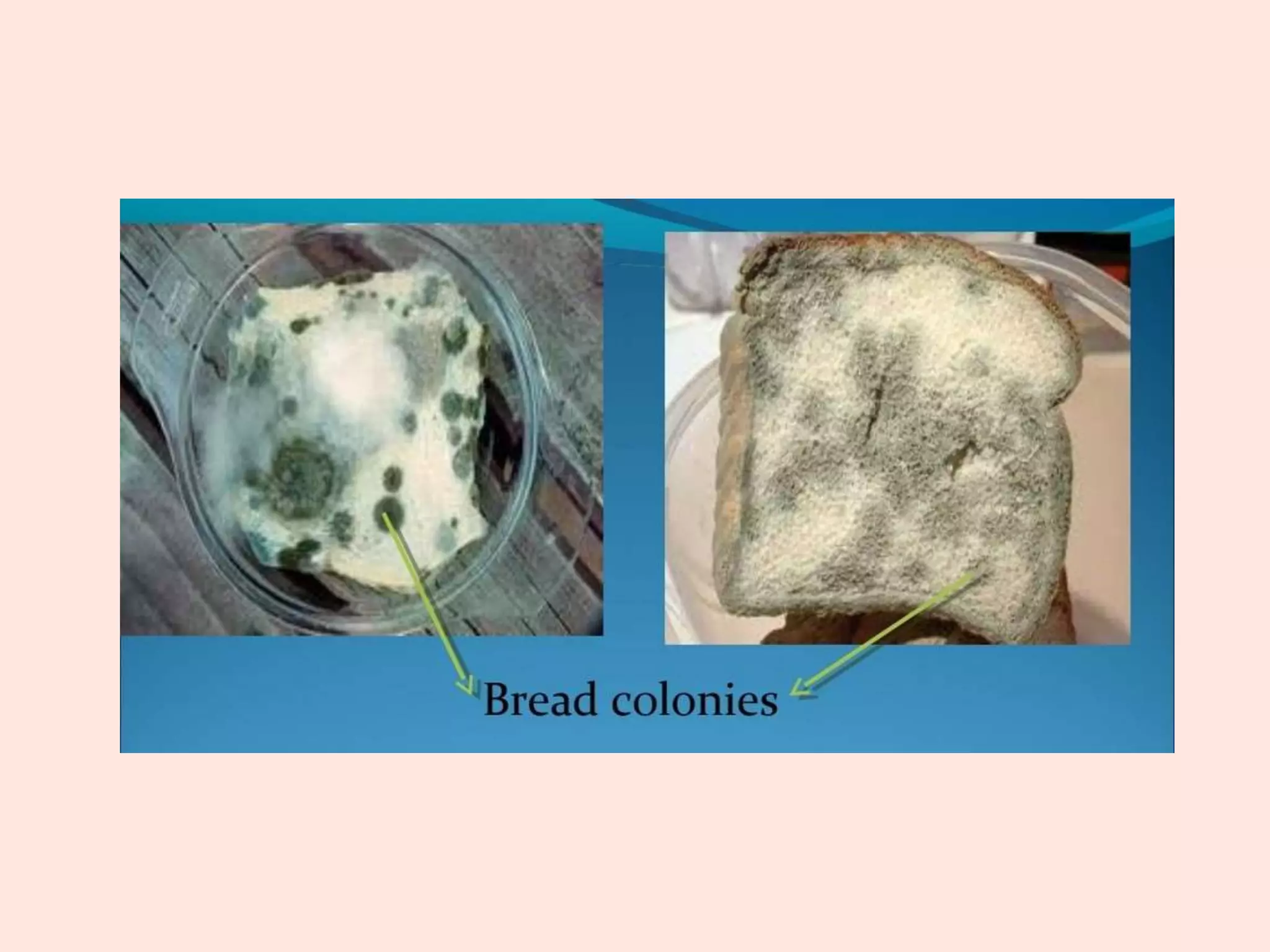 Grade 8: Microorganisms. | PPTX