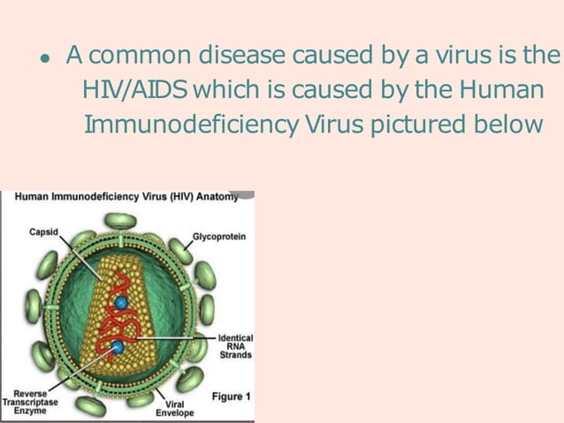 Grade 8: Microorganisms. | PPTX | Biological Sciences | Science