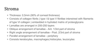 cornea and layers | PPT