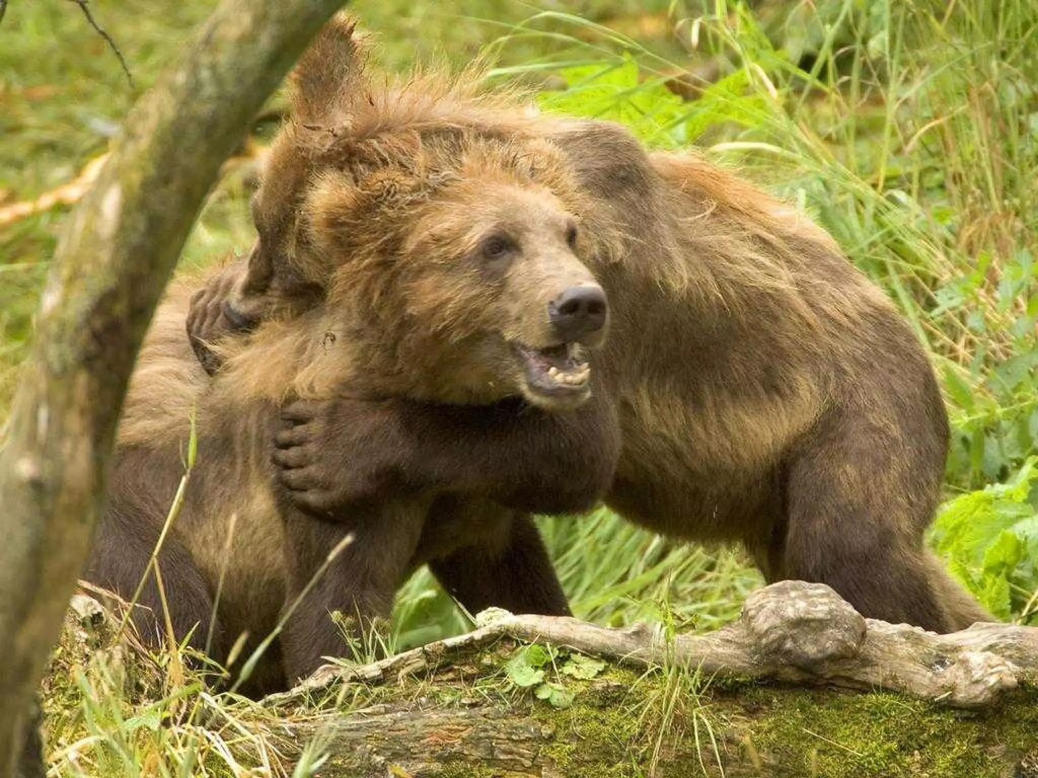 Have a Beautiful Beary Day ! | PPT