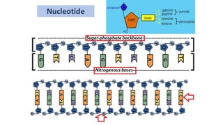 nucelic acid chemistry & DNA structure.pptx