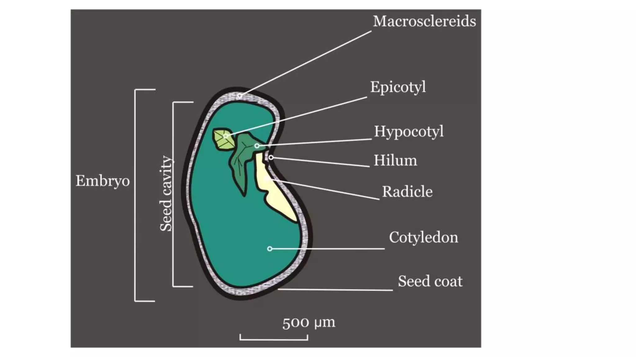 Nucellus and endosperm culture | PPTX