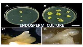 Nucellus and endosperm culture | PPTX