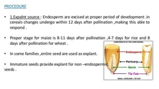 Nucellus and endosperm culture | PPTX