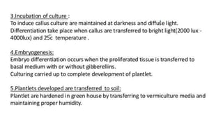 Nucellus and endosperm culture | PPTX