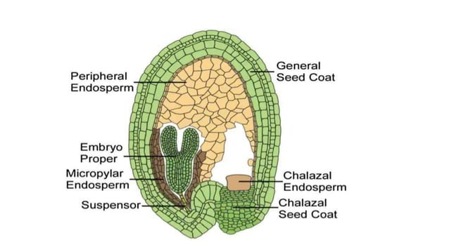Nucellus and endosperm culture | PPT