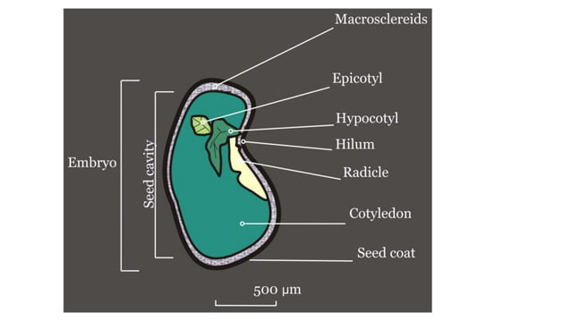 Nucellus and endosperm culture | PPT