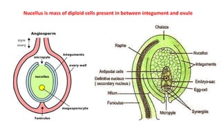 Nucellus culture | PPT