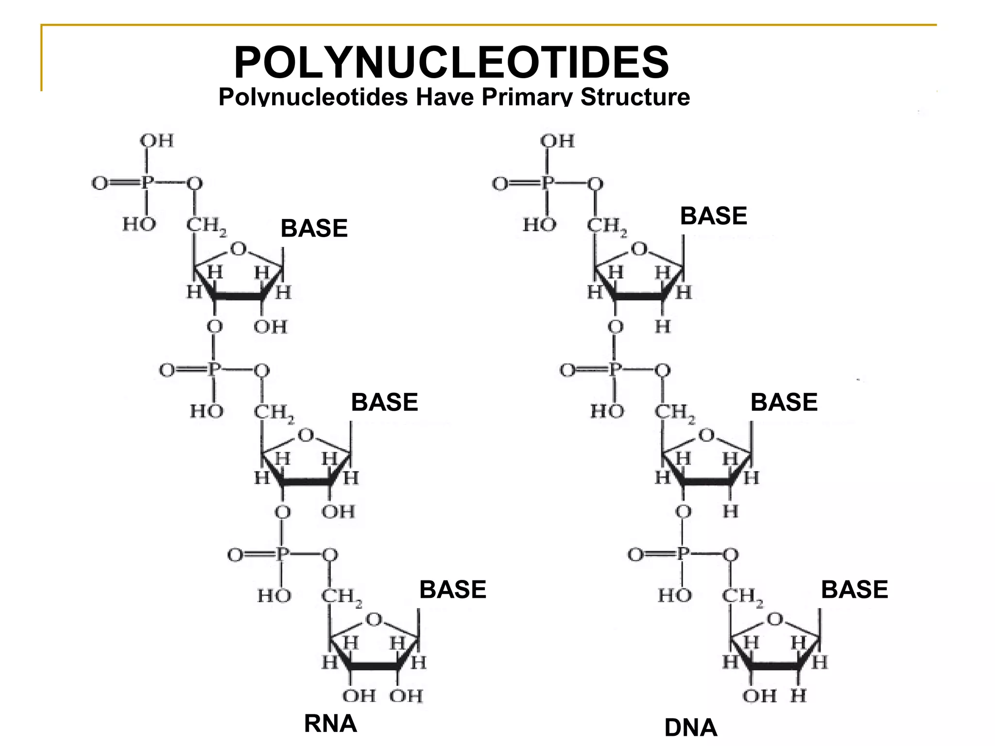 Nucleic acids and nucleotides methabolism | PPT