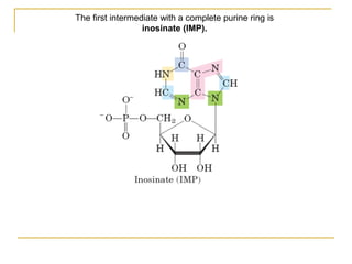 Nucleic acids and nucleotides methabolism | PPT