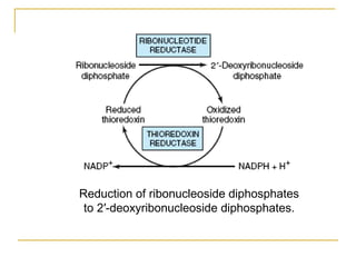 Nucleic acids and nucleotides methabolism | PPT