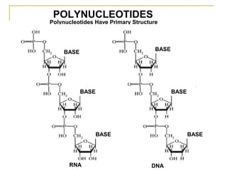 Nucleic acids and nucleotides methabolism | PPT