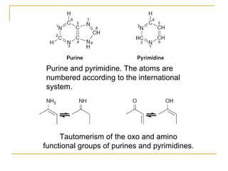 Purine Structure Numbered