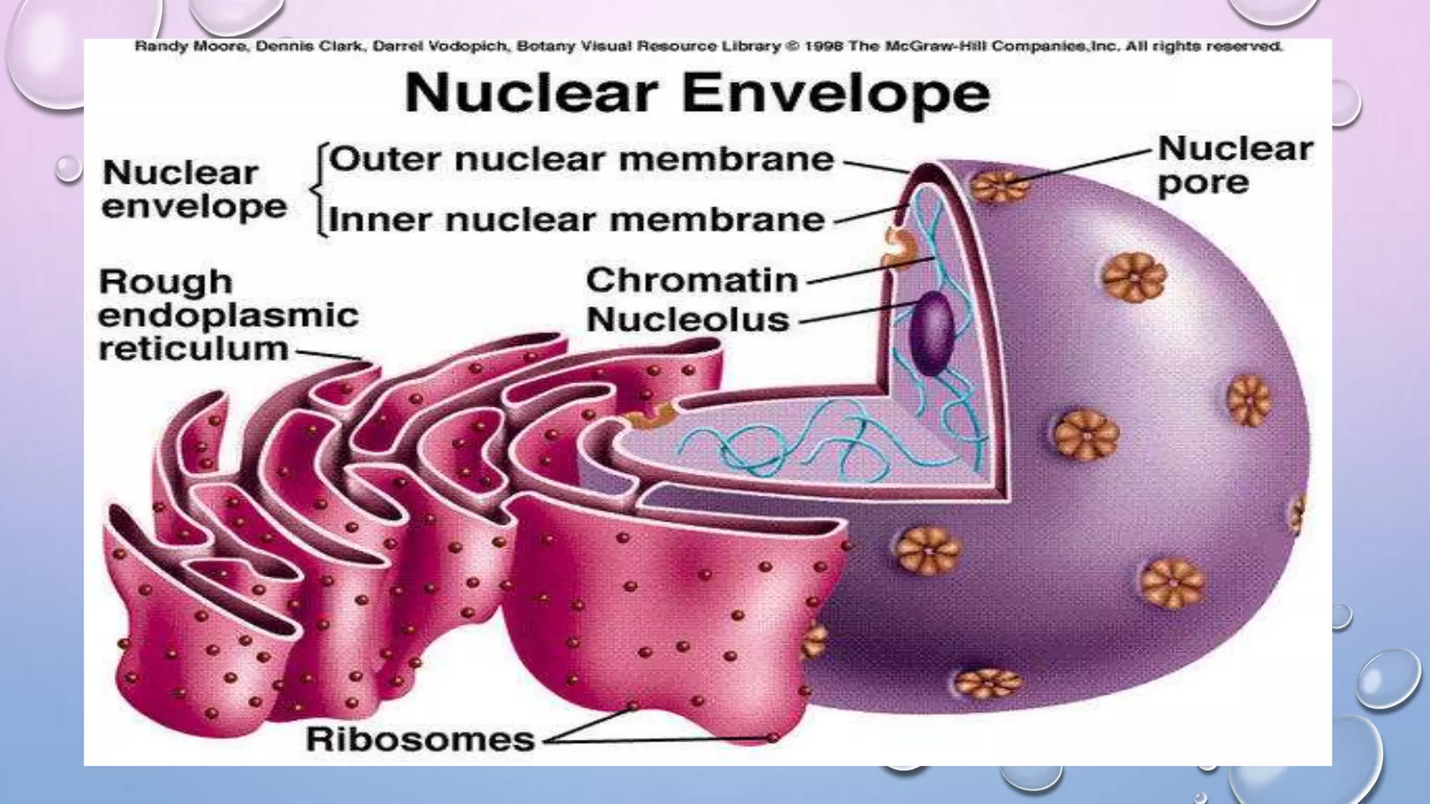 NUCLEAR-ENVELOPE-Nuclear-membrane-01.pptx