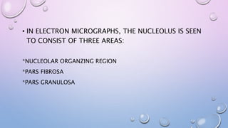 NUCLEAR-ENVELOPE-Nuclear-membrane-01.pptx
